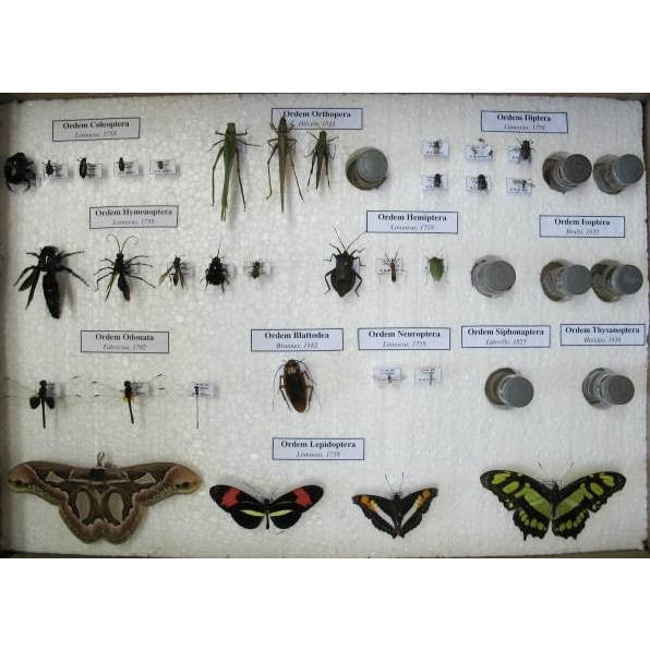 CAIXA ENTOMOLOGICA 25 EXEMPLARES | Shopee Brasil