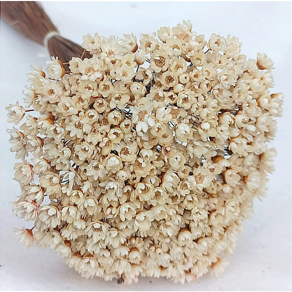 300 Flor Sempre Viva Mosquitinho Florzinha Buquê | Shopee Brasil