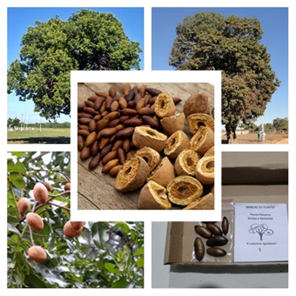 30 Sementes Castanha Baru, Cumaru, Cumbaru P/ Mudas Cerrado | Shopee Brasil