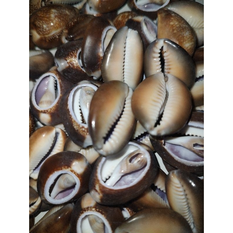 Buzios Africano Natural Aberto | Shopee Brasil