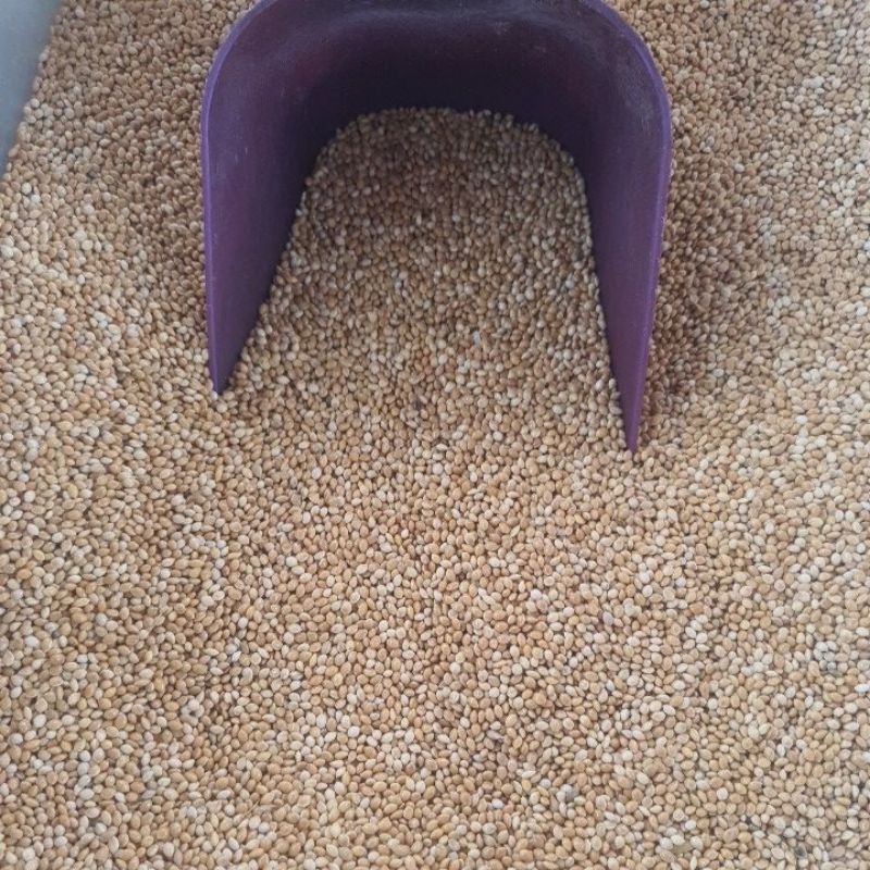 MILHO ALVO COMUM.1KILO | Shopee Brasil