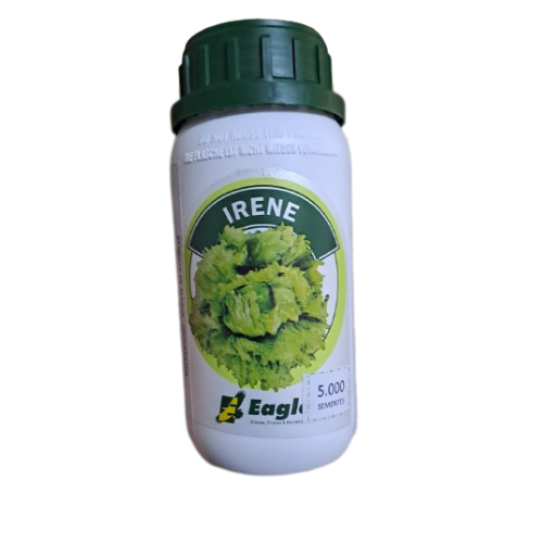 sementes de alface irene peletizada pote | Shopee Brasil