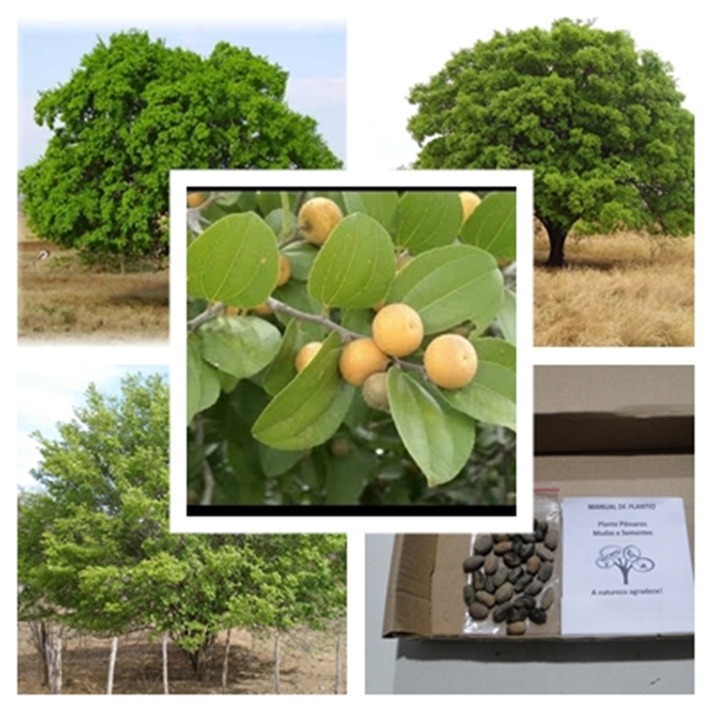 30 Sementes Juazeiro Fruta Joá Joazeiro - Árvore Caatinga | Shopee Brasil