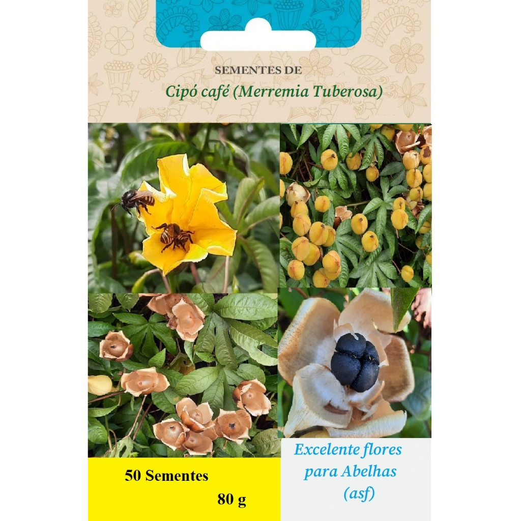 Semente de cipó café flor de madeira (merremia tuberosa) | Shopee Brasil
