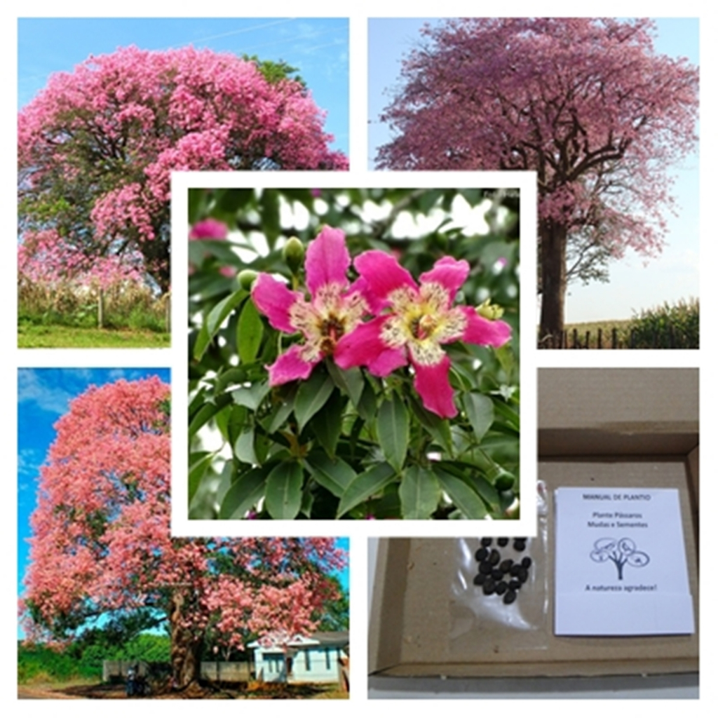 Paineira Rosa Pink (ceiba Speciosa) - 30 Sementes P/ Muda | Shopee Brasil