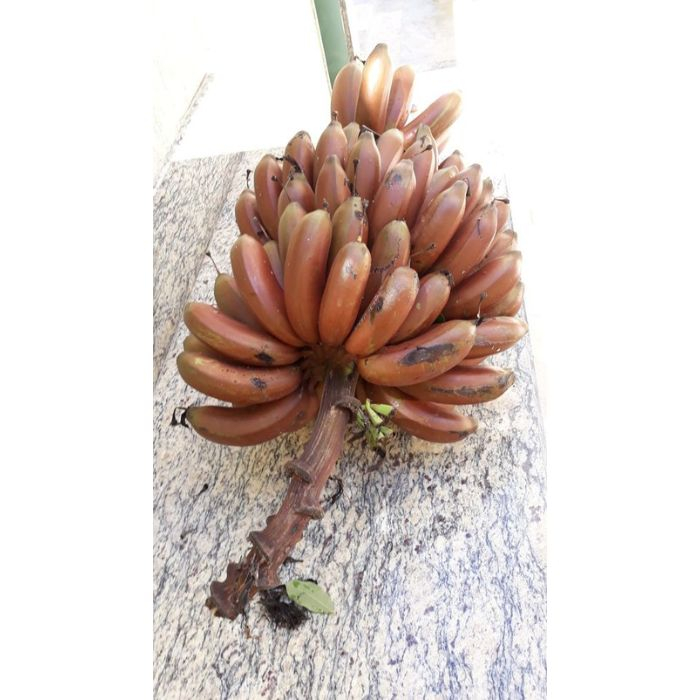 100 sements banana roxa da terra com manual de cultivo | Shopee Brasil