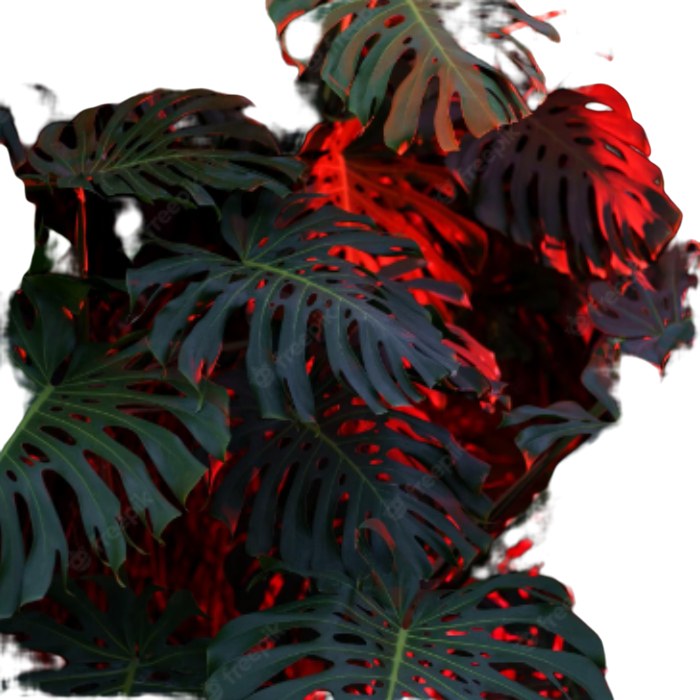 100 sements monstera deliciosa red com manual de cultivo | Shopee Brasil
