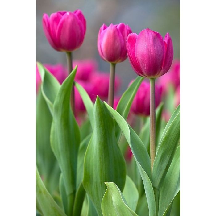 100 sements tulipa rosa shock com manual de cultivo | Shopee Brasil