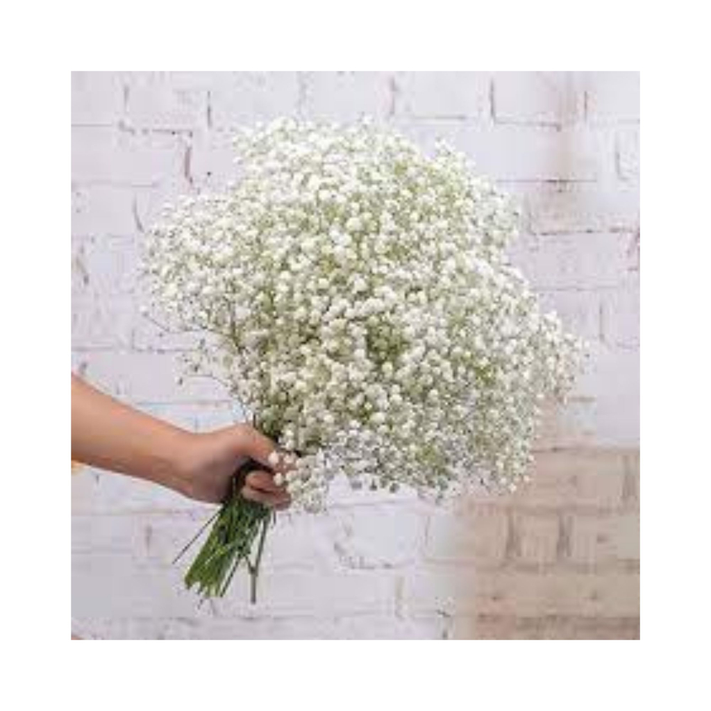 380 SEMENTES PARA PLANTIO DE Flor Gypsofhila Mosquitinho Branco ...