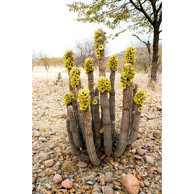 100 sements cacto mandacaru amarelo raro com manual de cultivo | Shopee Brasil