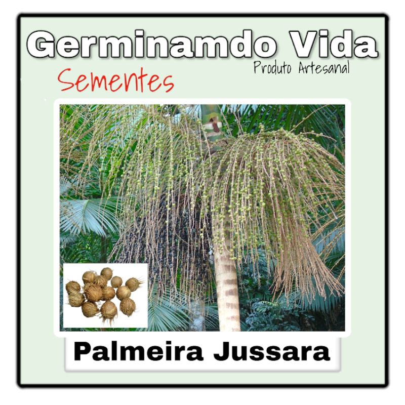 10 Sementes Palmeira Jussara - Palmiteiro - Euterpe Edulis | Shopee Brasil