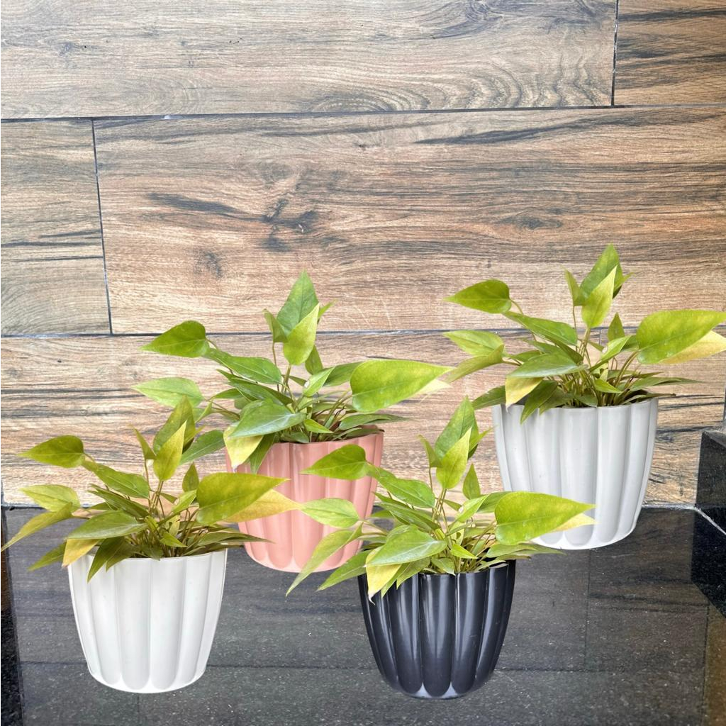 Kit 4 Vasos de Plantas Cachepô Moranga Nº3 Injetado Decorativo | Shopee ...