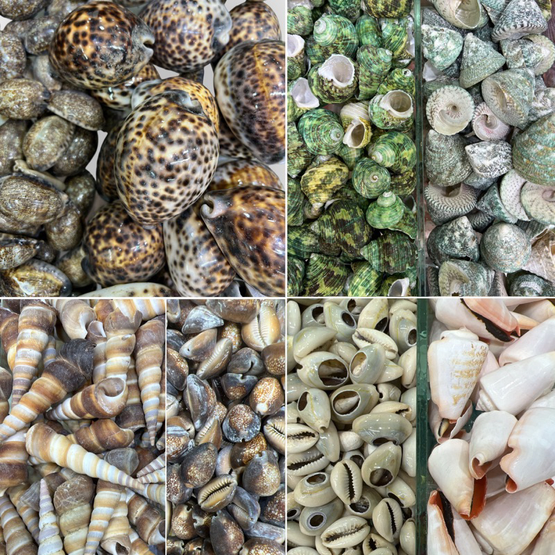 Conchas e Búzios Naturais - Diversos Modelos | Shopee Brasil