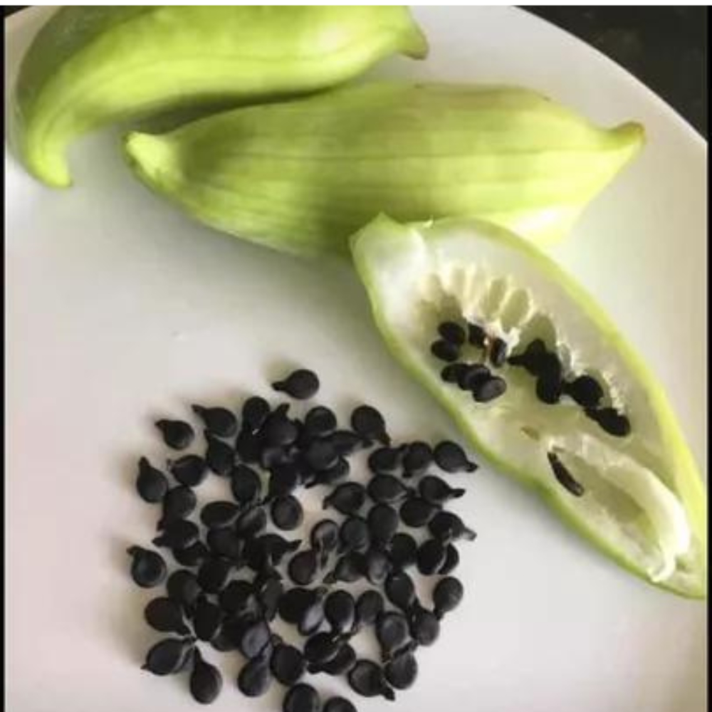 15 Sementes organicas de maxixe Oco , Chuchu de vento, maxixe do reino ...