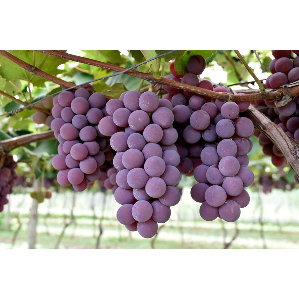 100 sements uva niagara rosada com manual de cultivo | Shopee Brasil