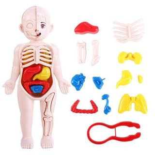 Boneco Corpo Humano 3D Brinquedo Montessori Anatomia do Corpo | Shopee ...