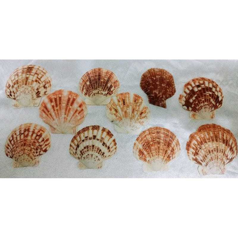 CONCHA SHELL NATURAL 10 UNIDADES | Shopee Brasil