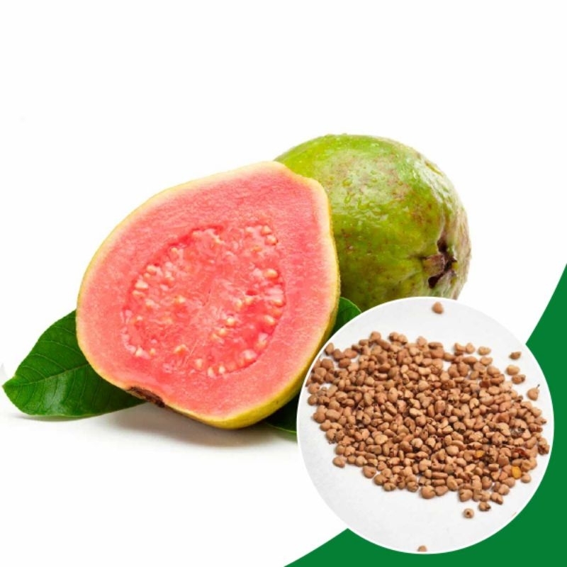 30 Sementes de Goiaba Rosa Gigante Orgânica | Shopee Brasil