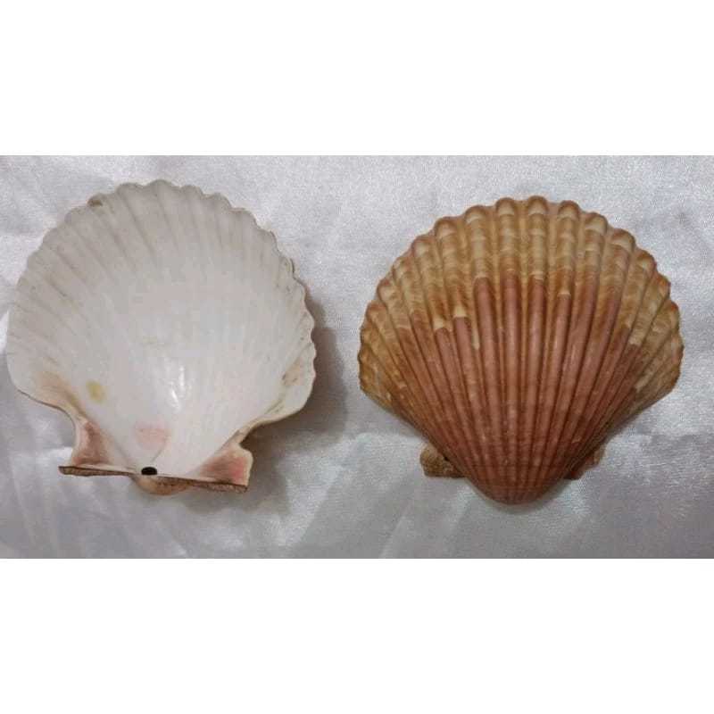 CONCHA SHELL 1 UNIDADE | Shopee Brasil