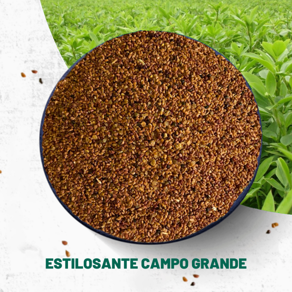 Sementes De Estilosante Campo Grande 1 Kg | Shopee Brasil