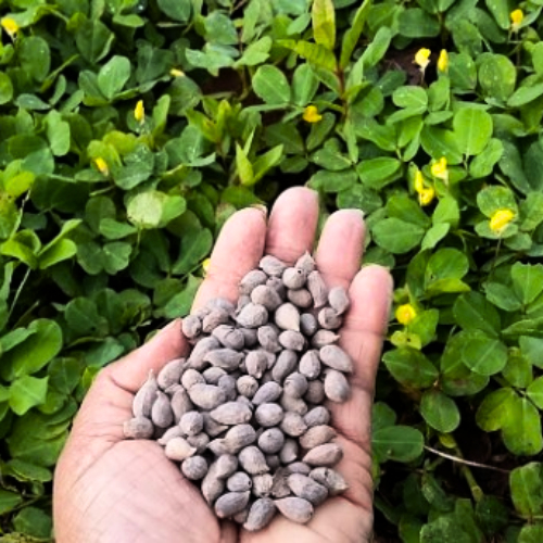 500 Sementes De Grama Amendoim-forrageiro, Amendoim-rasteiro | Shopee ...