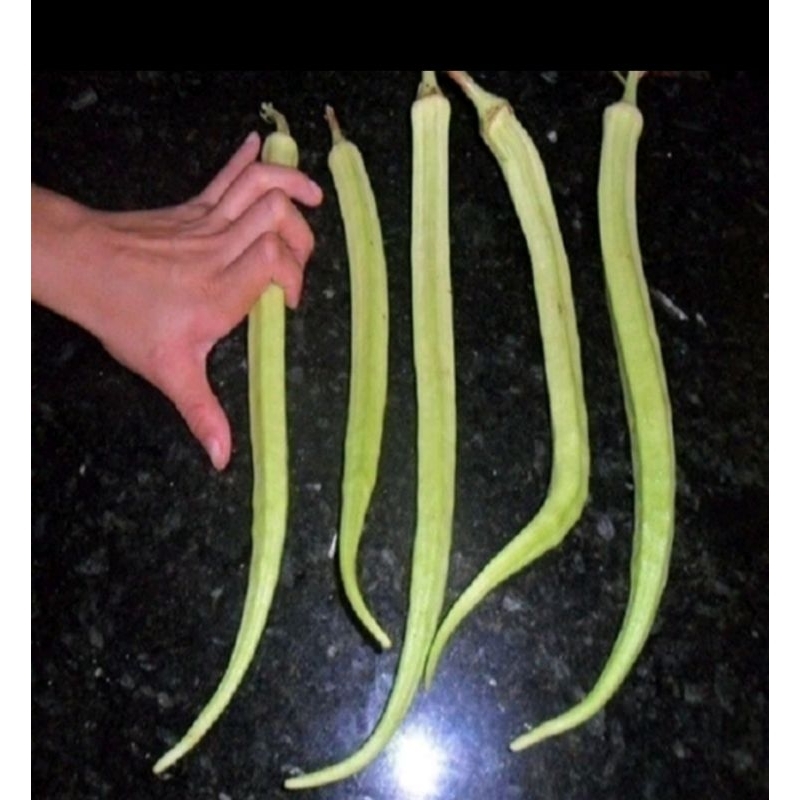 Quiabo Big Gigante - 20 Sementes - até 45 Cm | Shopee Brasil