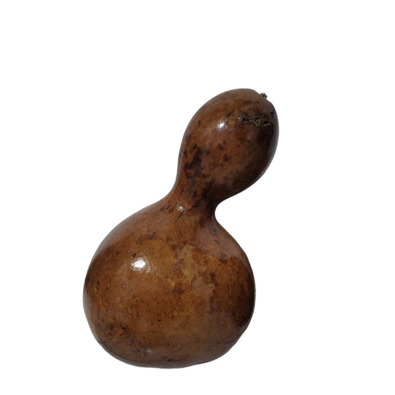 50 semente de cabaça porongo gigante | Shopee Brasil