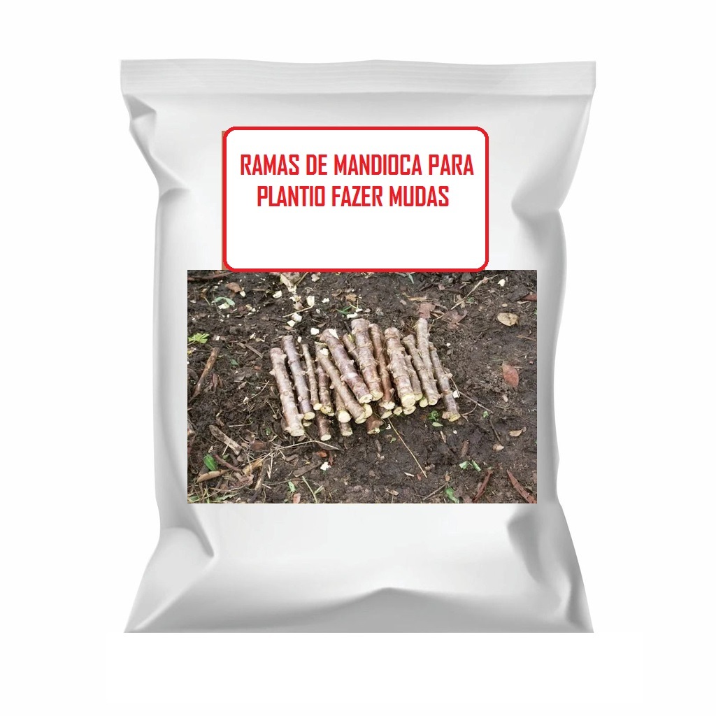 10 ramas de mandioca ( aipim ) chips para fazer muda não precisa ...