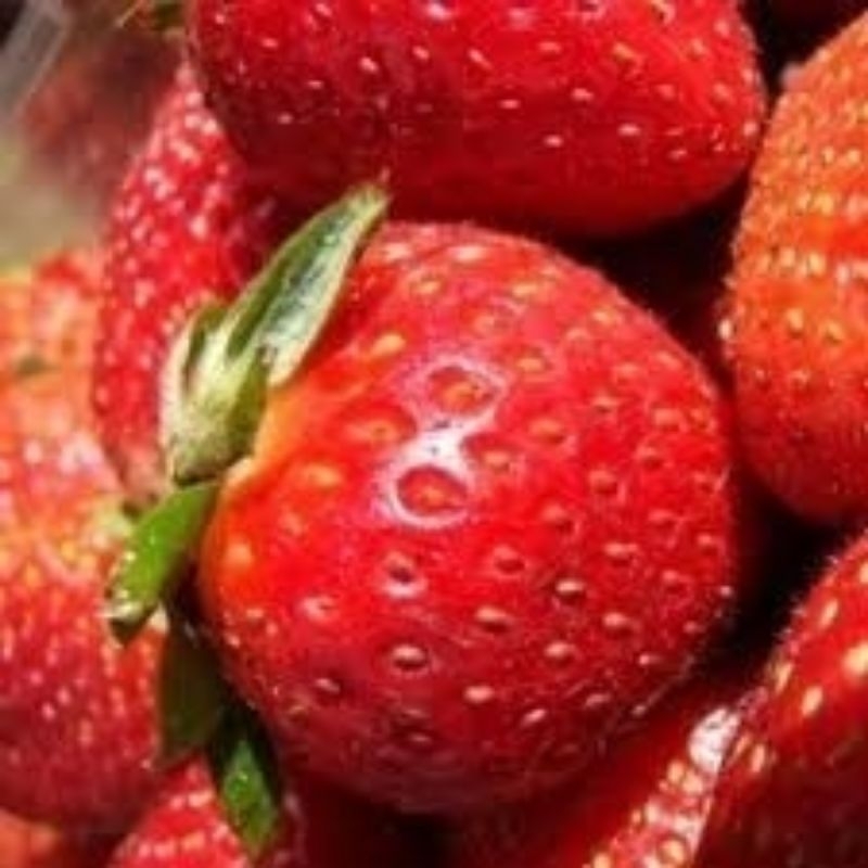 300 SEMENTES DE MORANGO GRANDE SELECIONADO | Shopee Brasil