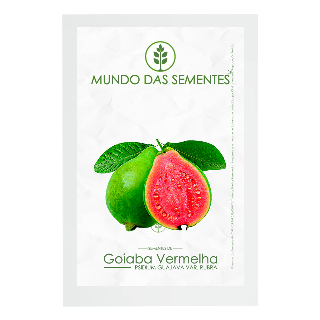 100 Sementes de Goiaba Vermelha Psidium guajava var. rubra | Premium ...