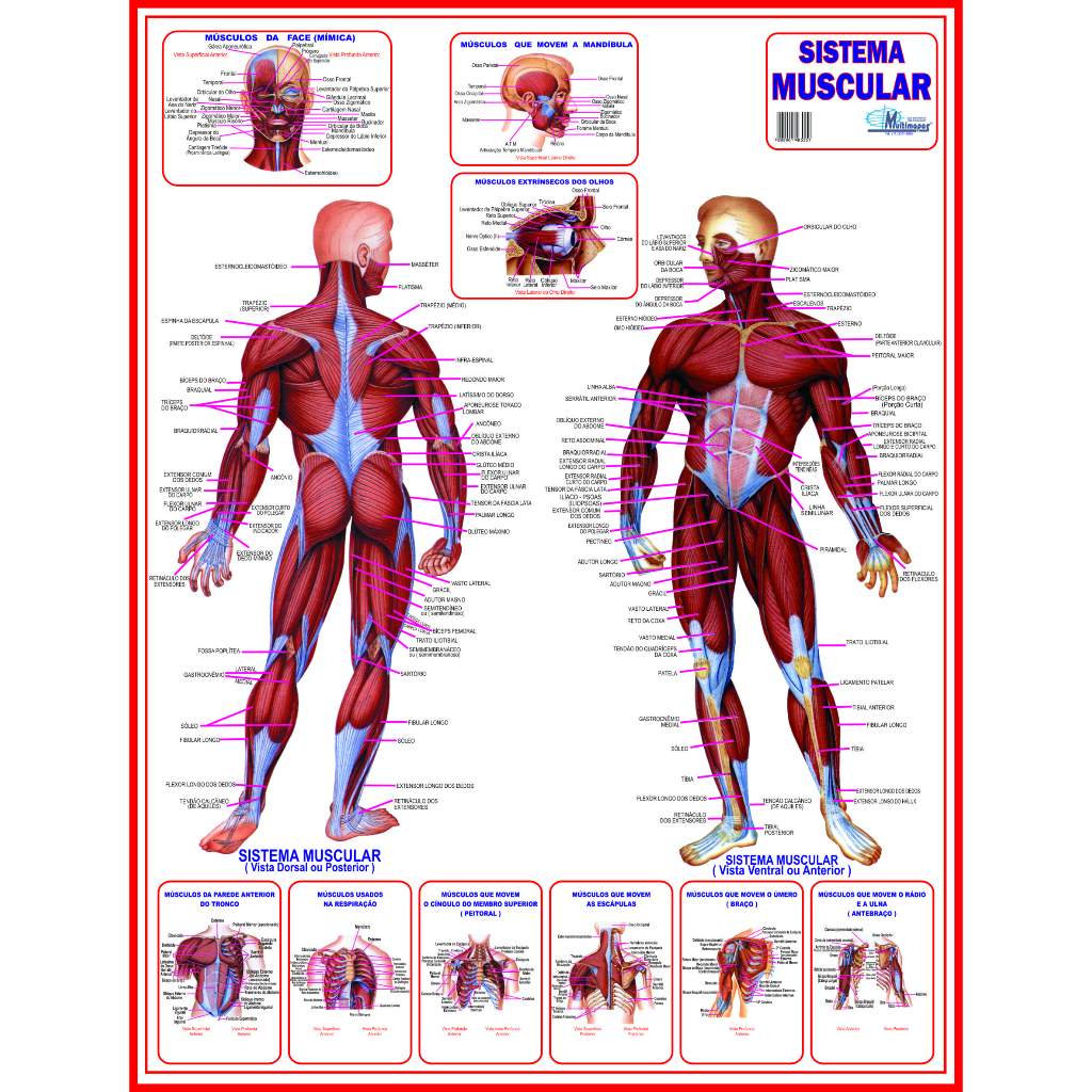 MAPA DE ANATOMIA HUMANA - SISTEMA MUSCULAR - 89 CM X 117 CM | Shopee Brasil