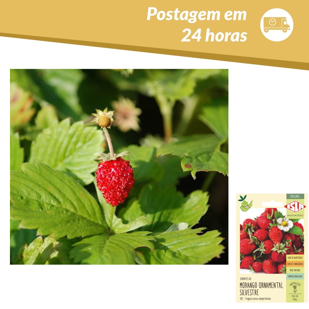 3 Pct Semente Morango Ornamental Silvestre Natural Sem Agrotóxicos 50mg ...