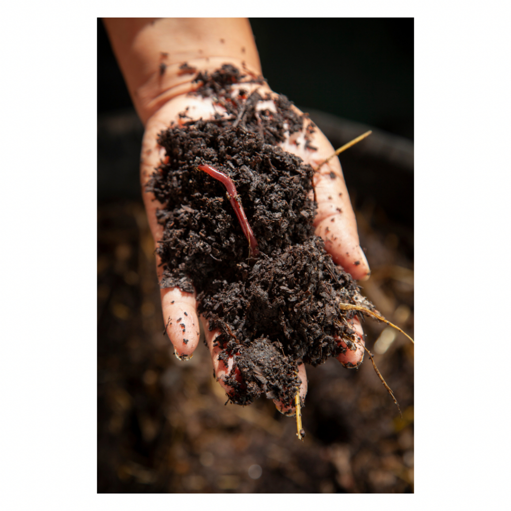 Húmus de Minhoca: Fertilizante Orgânico e Natural (5kg - 10kg - 15kg ...