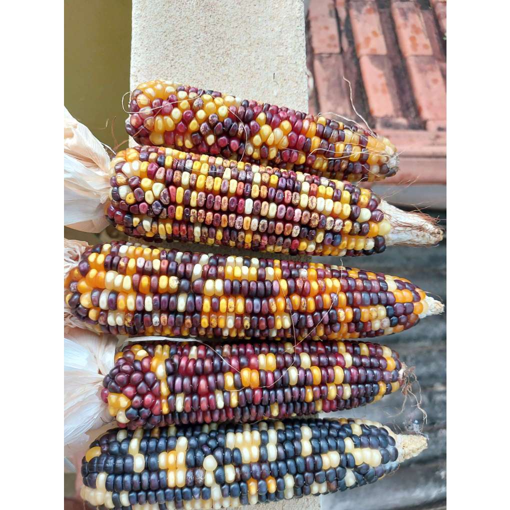 Sementes de Milho Colorido Para o Plantio Arco-Íris | Shopee Brasil