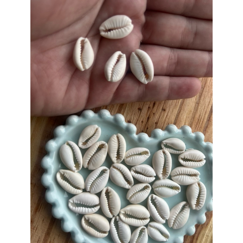 Búzio natural -10 unidades | Shopee Brasil