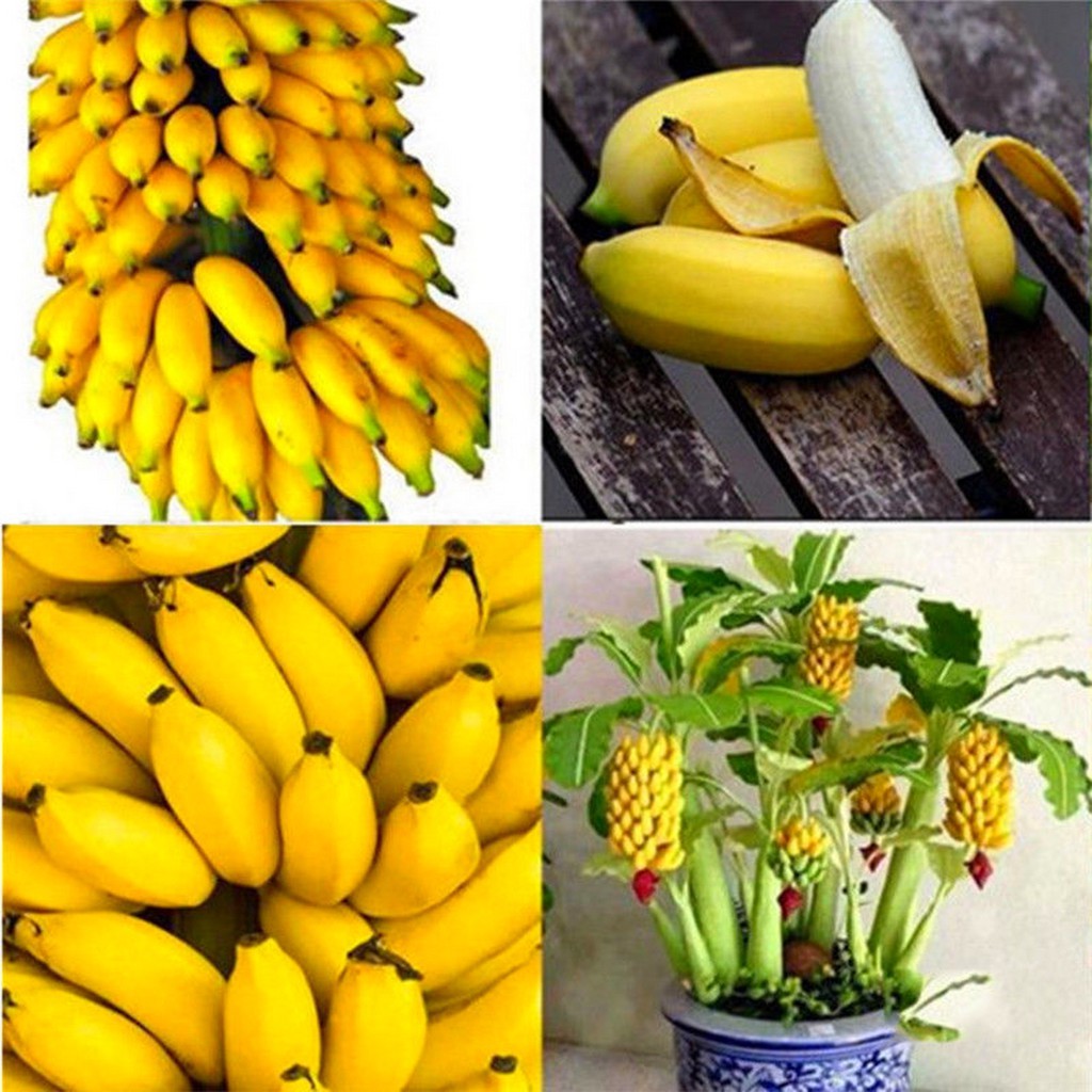 100 sements de mini bananas k9 pra muda | Shopee Brasil