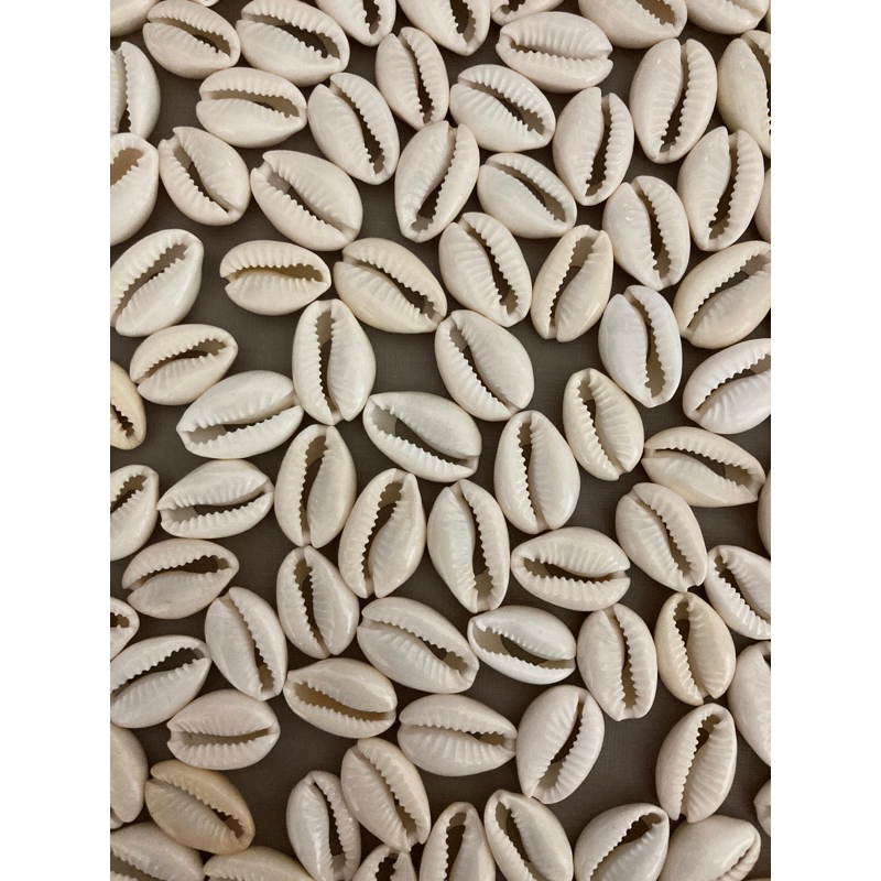 Búzios Natural Cortado 21x13mm 100/200/300 Unidades | Shopee Brasil