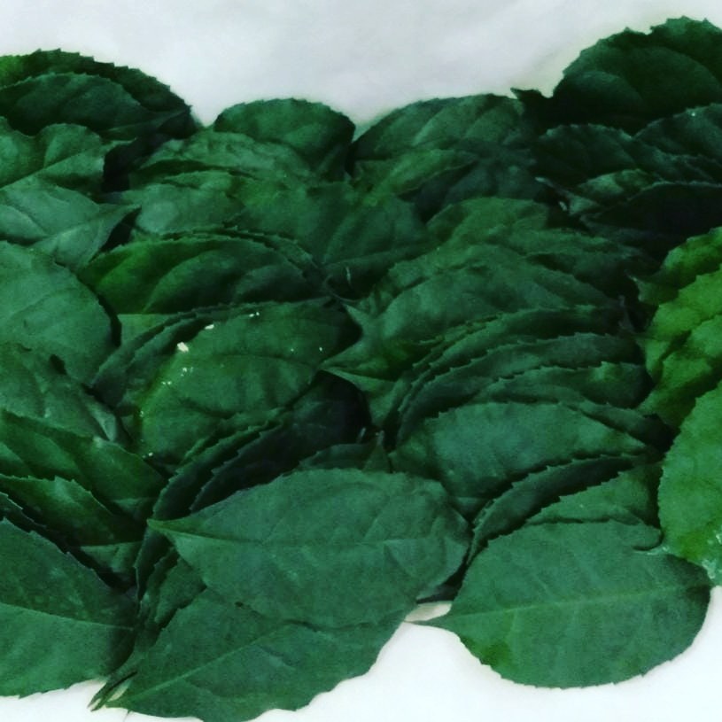 Folha de Akoko Frescas | Shopee Brasil