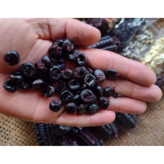 30 Sementes de Milho Preto Crioulo Para Plantar | Shopee Brasil