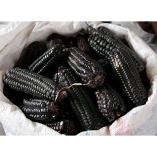 30 Sementes de Milho Preto Crioulo Para Plantar | Shopee Brasil