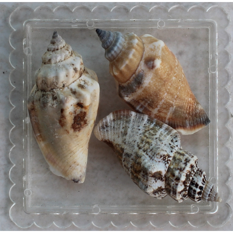6 Unid. de Concha do Mar Strombus Urceus 4cm | Shopee Brasil