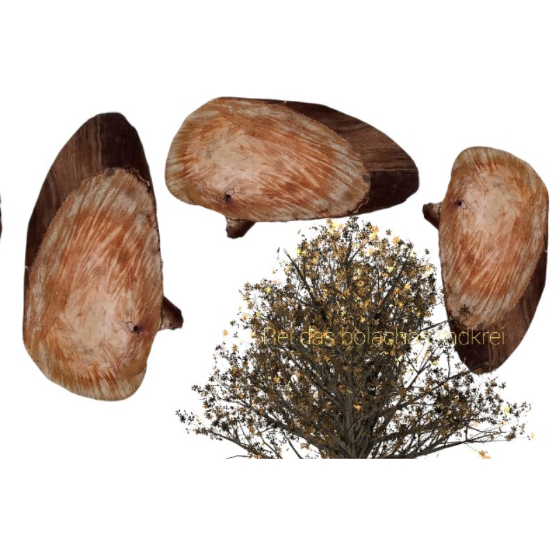 bolacha de eucalipto com 30 cm / modelo oval modelo rachada natural ...