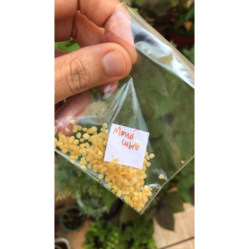 20 sementes de Maná cubiu | Shopee Brasil