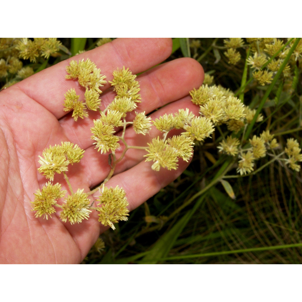 25 sementes flor marcela do campo Achyrocline satureioides | Shopee Brasil