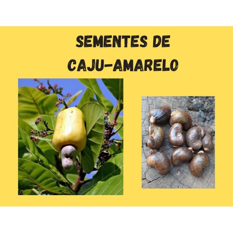 Sementes de Caju-amarelo-10 unidades. | Shopee Brasil