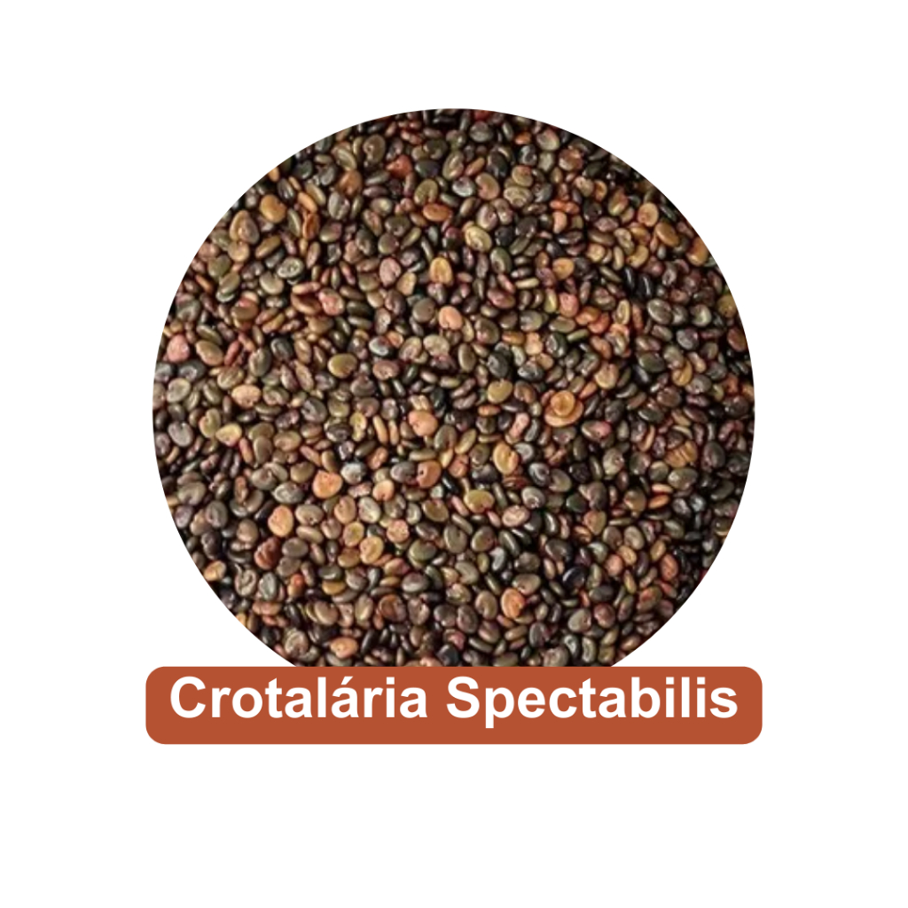 Sementes de Crotalaria spectabilis 3,0 Kg | Shopee Brasil