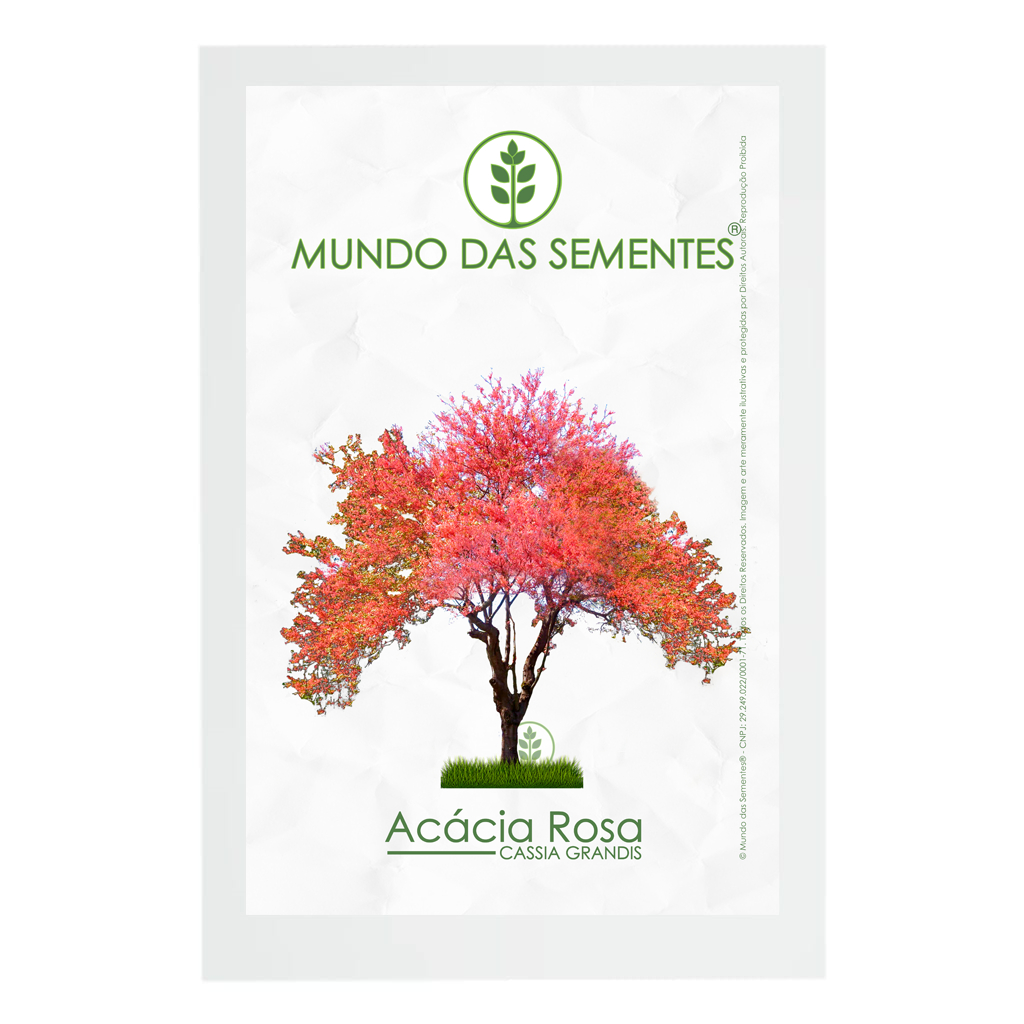 20 Sementes de Acácia Rosa Cassia grandis | Premium | MUNDO DAS ...