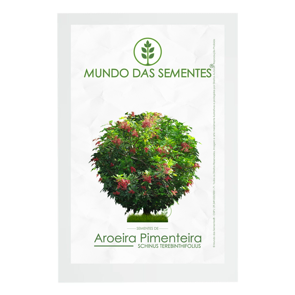 100 Sementes de Arbusto Aroeira Pimenteira Pimenta Rosa Schinus ...