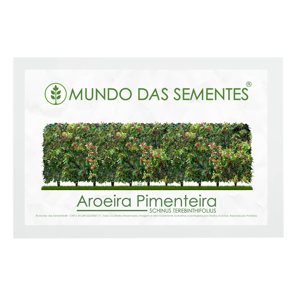 20 Sementes de Cerca Viva Aroeira Pimenteira Pimenta Rosa Schinus ...