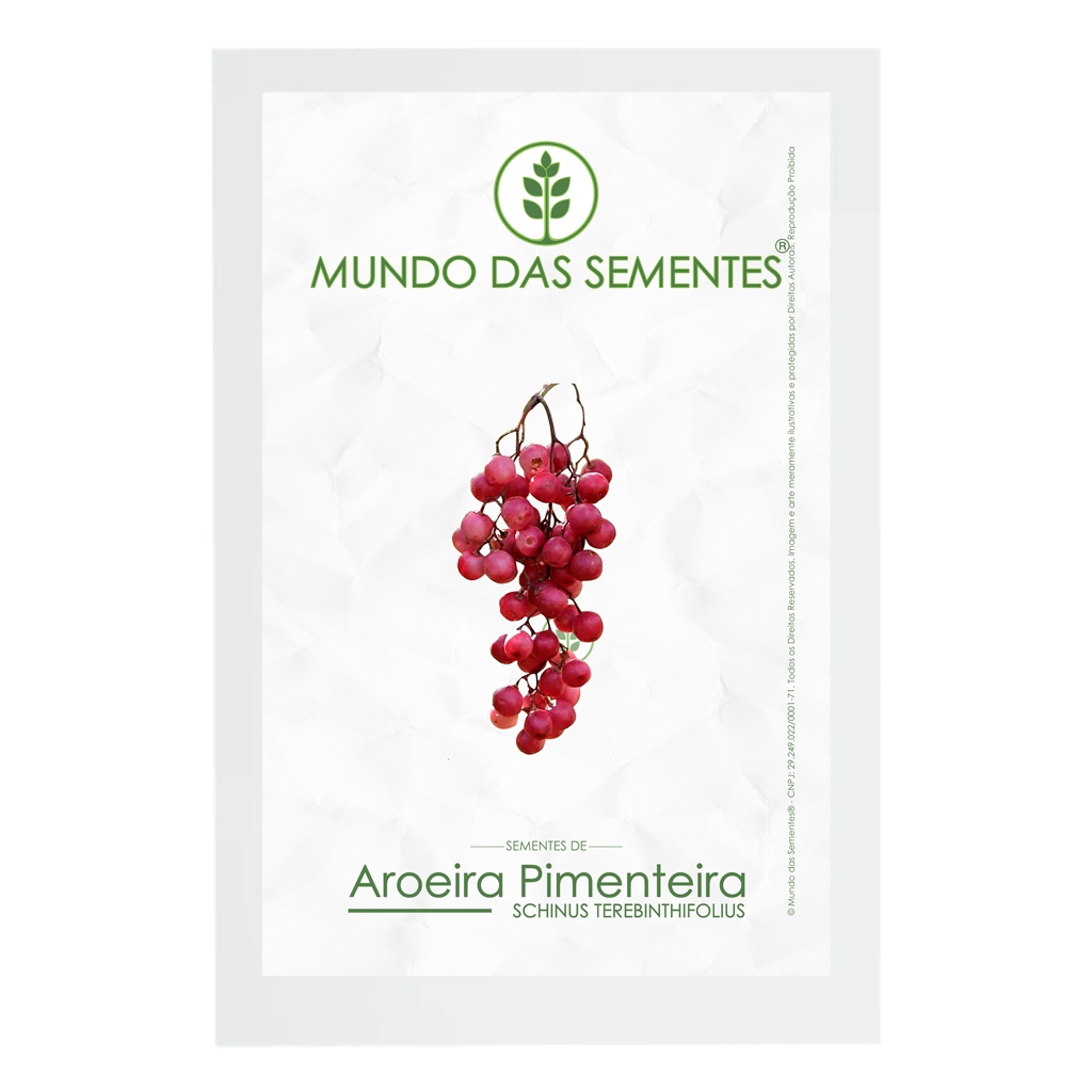 100 Sementes de Frutífera Aroeira Pimenteira Pimenta Rosa Schinus ...
